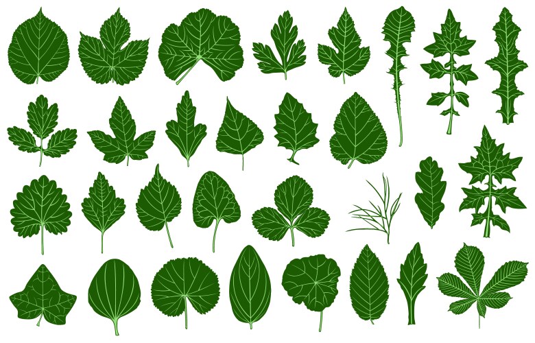 Set of tree leaves Royalty Free Vector Image - VectorStock