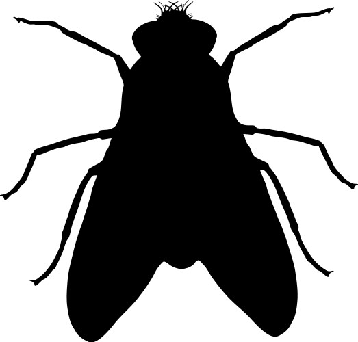 Fly silhouette Royalty Free Vector Image - VectorStock