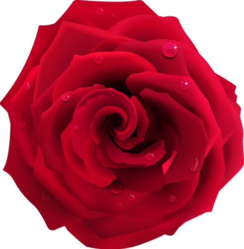 Red rose cartoon style on white background Vector Image