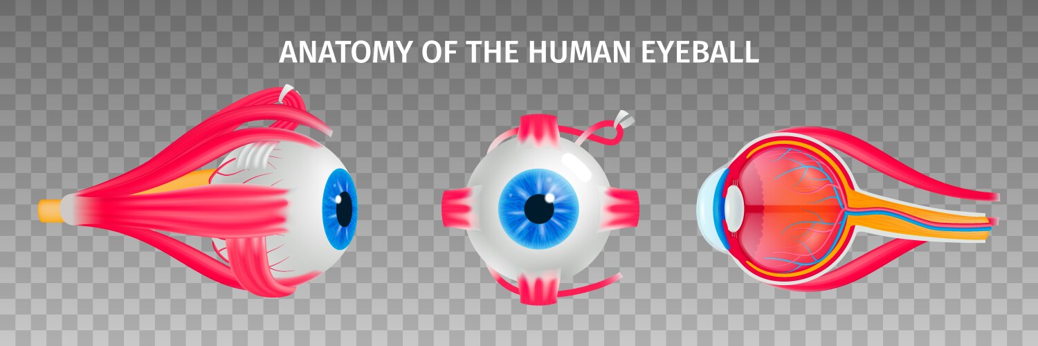 Human eye anatomy set Royalty Free Vector Image