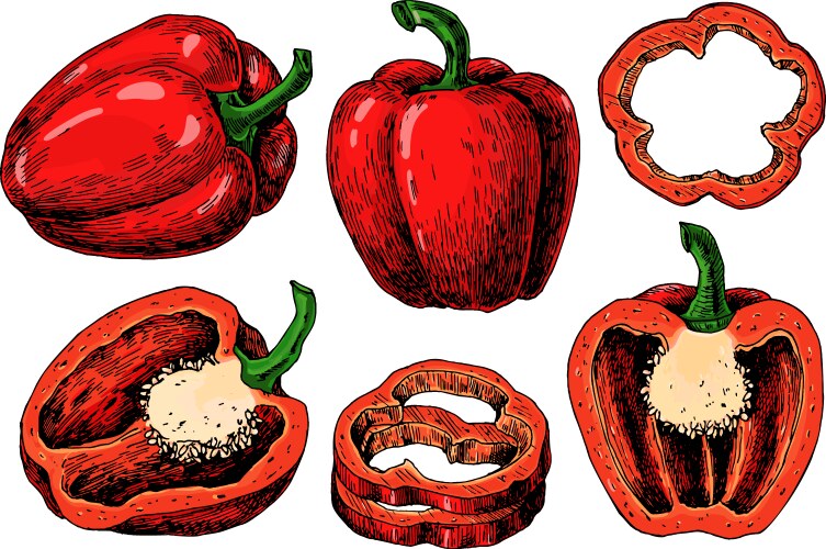 Capsicum Outline Vector Images (over 1,100)