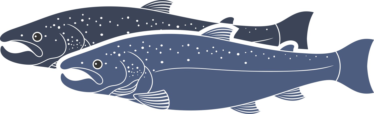 Salmon Royalty Free Vector Image - VectorStock