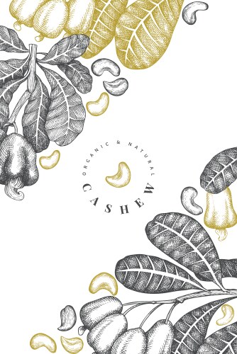 Logo for cashew nuts Royalty Free Vector Image