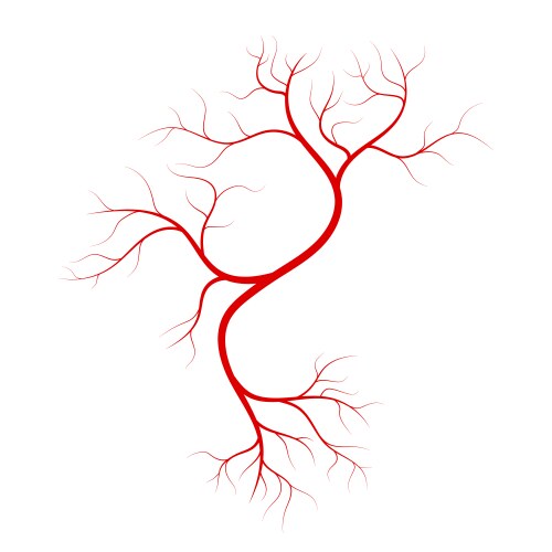 Human red veins blood artery capillary anatomy Vector Image
