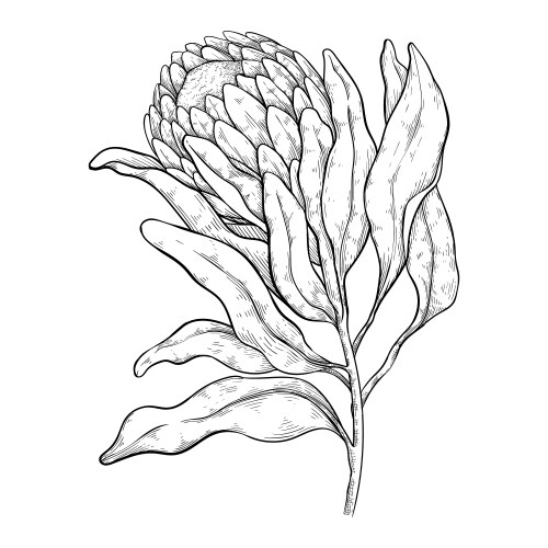 Australian Native Plants Vector Images (over 150)