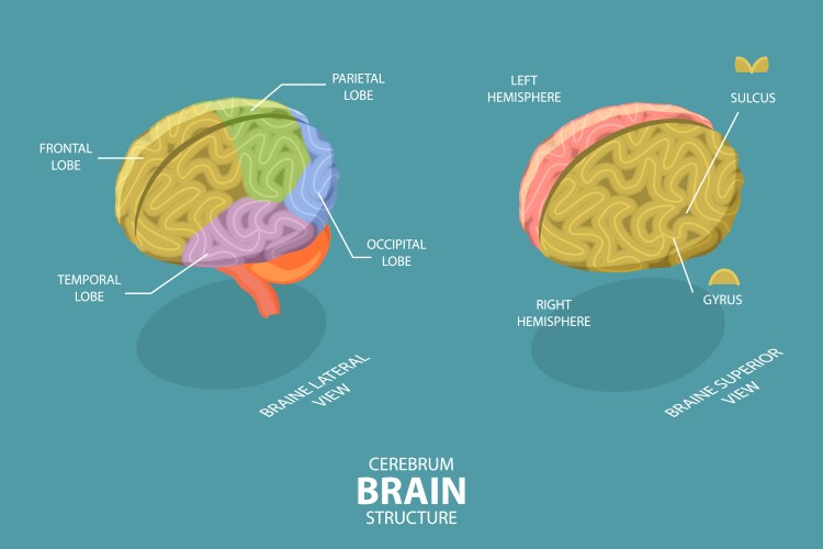 Cartoon Brain Lobe Vector Images (over 220)