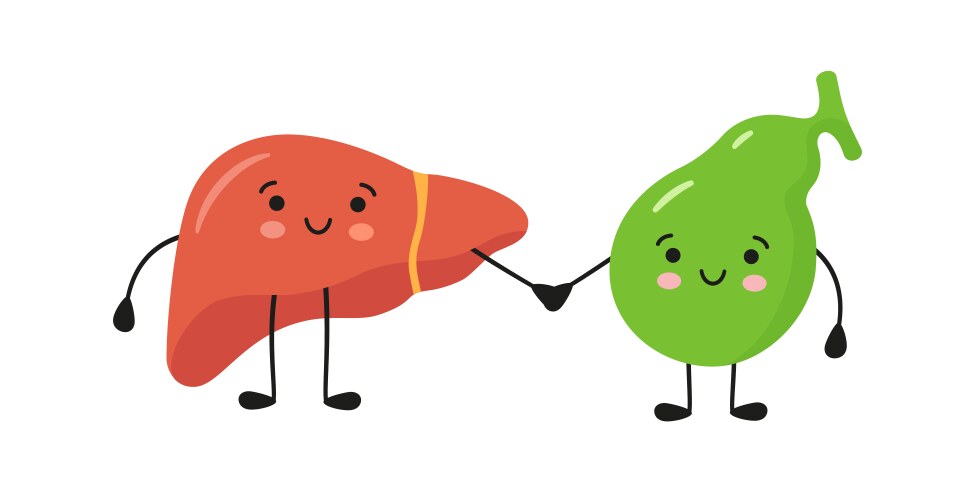 Gallbladder Clipart Inflamed And Healthy Gallbladder Concept Vector