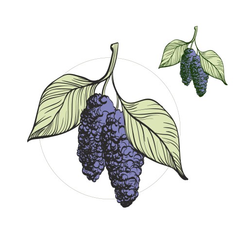 Mulberry Logo Vector Images (over 140)