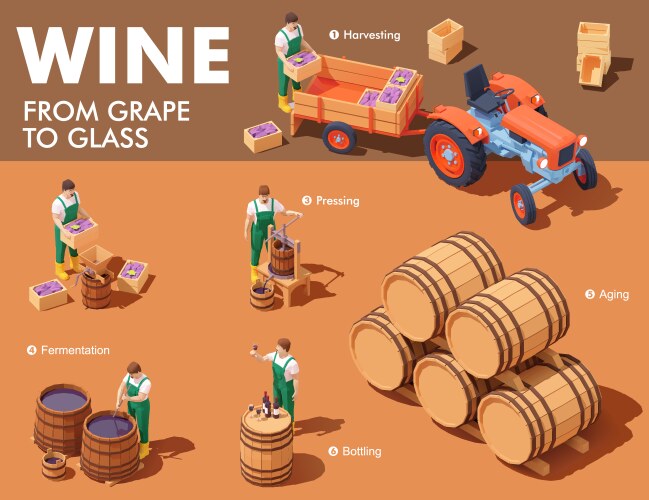 Wine production process cartoon flowchart Vector Image