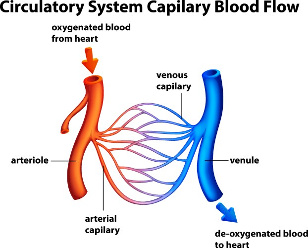 Blood Vessel Circulation Diagram – Royalty-Free Vector | VectorStock