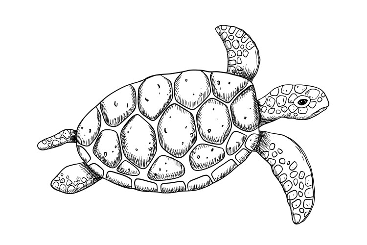 Swimming sea turtle outline sketch isolated Vector Image