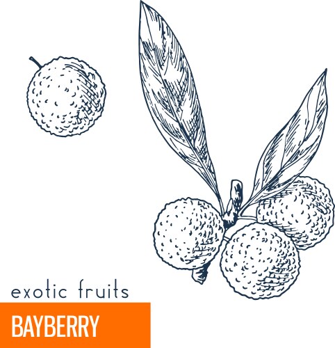 Hand drawn sketch style passion fruit banner Vector Image