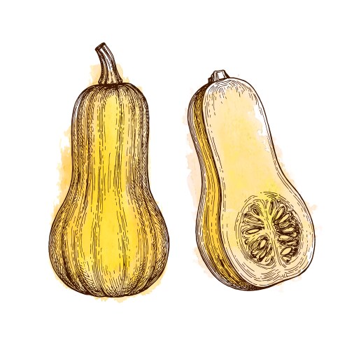 Butternut squash drawing isolated Royalty Free Vector Image