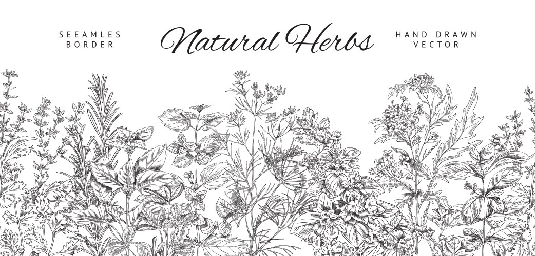 Sage Border Vector Images (over 260)