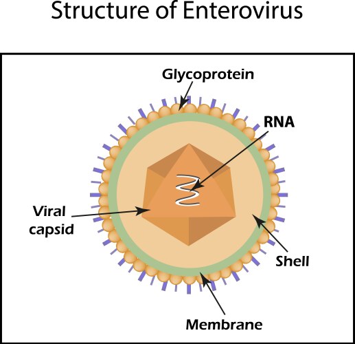 Structure of the polio virus enterovirus Vector Image