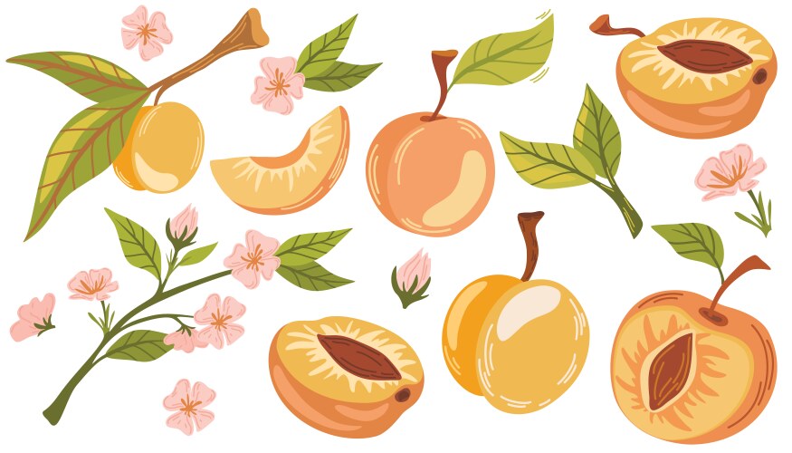 Peach Clipart Vector Images (over 1,000)