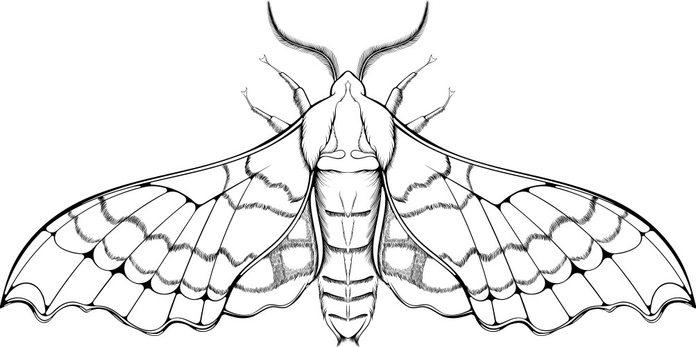 Moth Outline Vector Images (over 5,800)