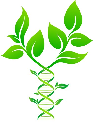Dna plant concept Royalty Free Vector Image - VectorStock