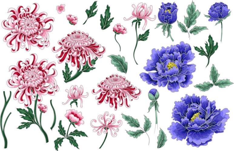 Chrysanthemum Vector Images (over 10,000)