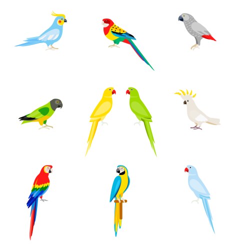 Parrot frame Royalty Free Vector Image - VectorStock