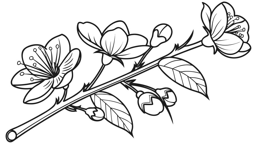 Cherry Blossom Outline Vector Images (over 2,700)