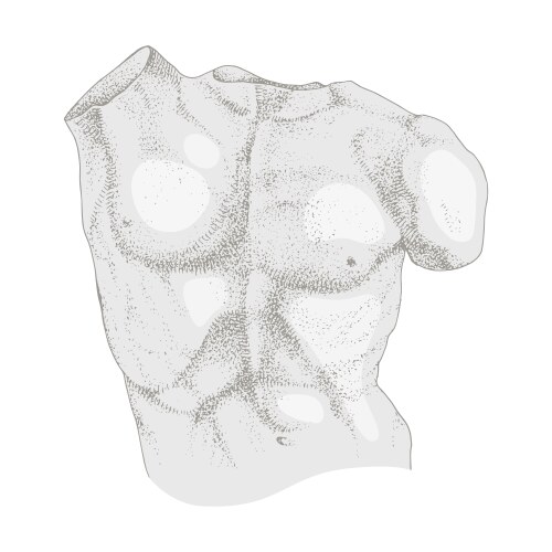 Male and female empty mannequin torso template Vector Image