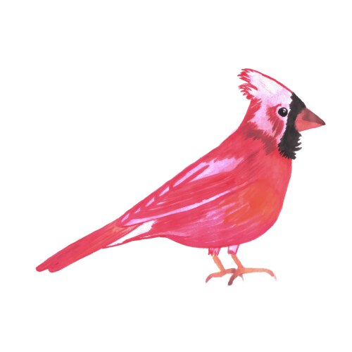 Red cardinal bird Royalty Free Vector Image - VectorStock