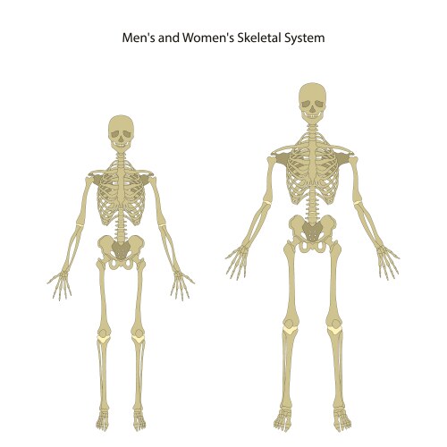 Female Skeleton Vector Images (over 3,100)