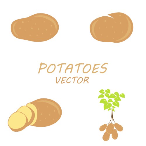 Russet potatoes detailed icon Royalty Free Vector Image