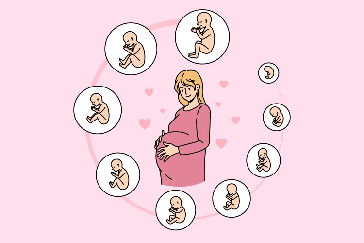 Embryo development image Royalty Free Vector Image