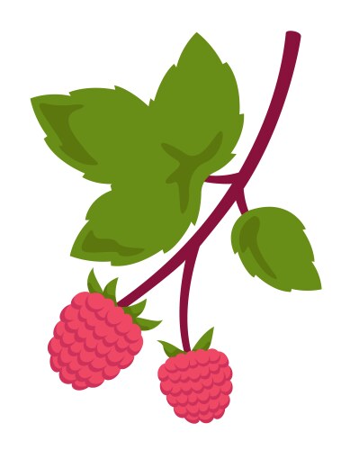 Raspberry set Royalty Free Vector Image - VectorStock