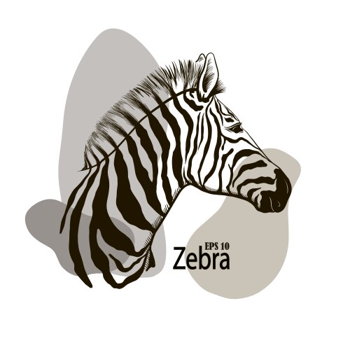 Zebra beautiful animal pattern Royalty Free Vector Image