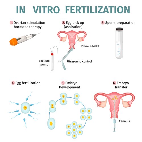 Egg fertilization process flat template Royalty Free Vector