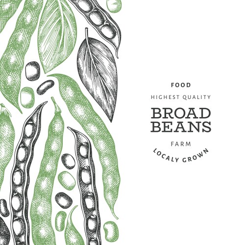 Hand drawn broad beans design template organic Vector Image