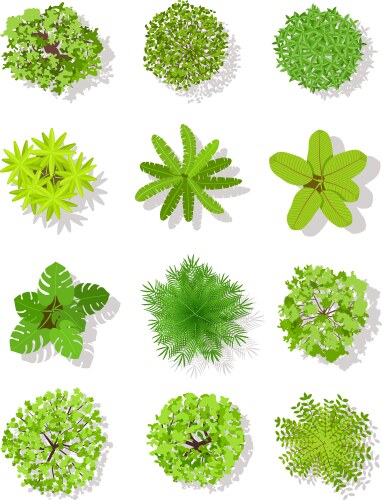 Tree Plan Vector Images (over 10,000)