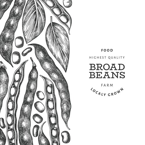 Hand drawn broad beans design template organic Vector Image