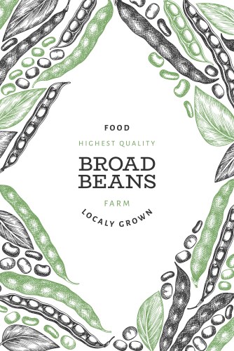 Hand drawn broad beans design template organic Vector Image