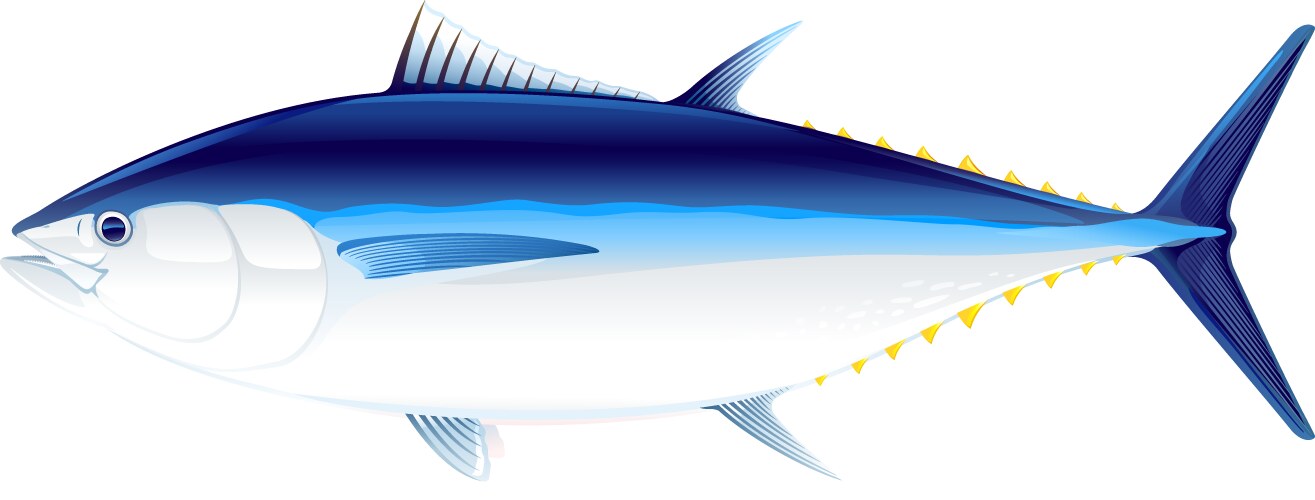 Tuna Vector Images (over 30,000)