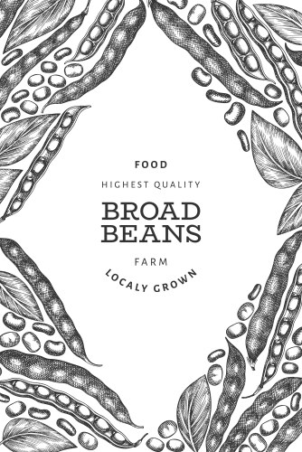 Hand drawn broad beans design template organic Vector Image