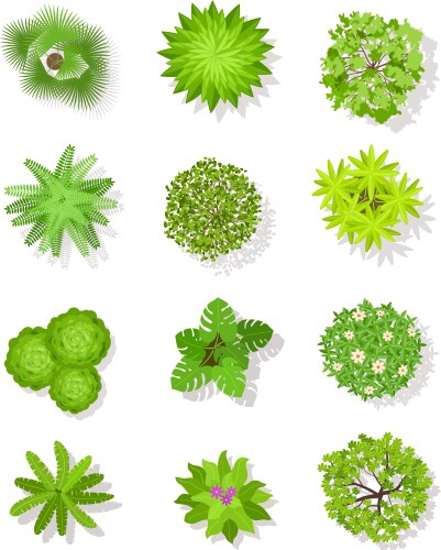 Trees top view Royalty Free Vector Image - VectorStock