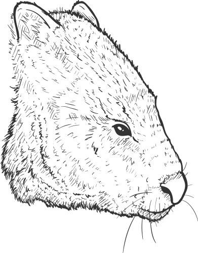 Sketch wombat full body Royalty Free Vector Image
