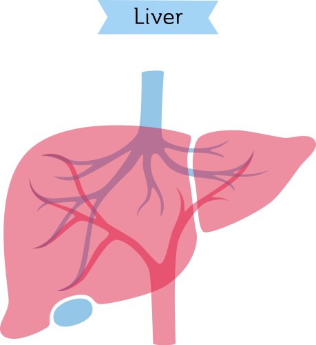 Graphic of a human liver showing Royalty Free Vector Image