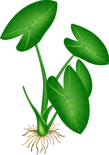 Taro plant design Royalty Free Vector Image - VectorStock