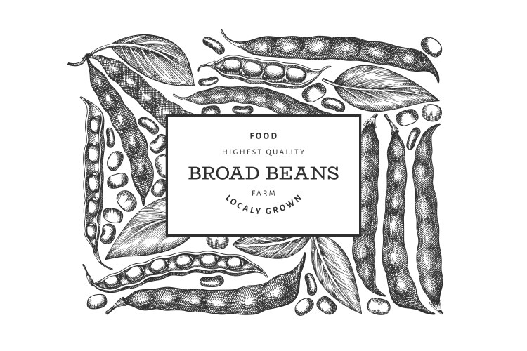 Hand drawn broad beans design template organic Vector Image