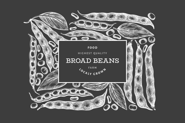 Hand drawn broad beans design template organic Vector Image