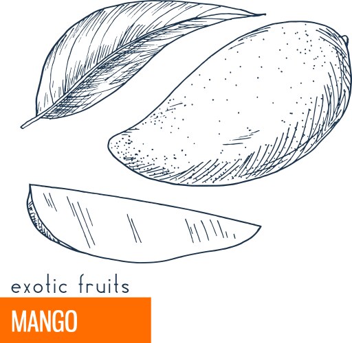 Mango Outline Vector Images (over 1,900)