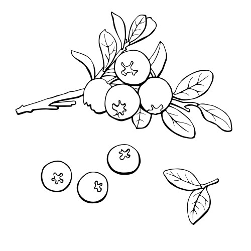 Blueberry Outline Vector Images (over 3,500)