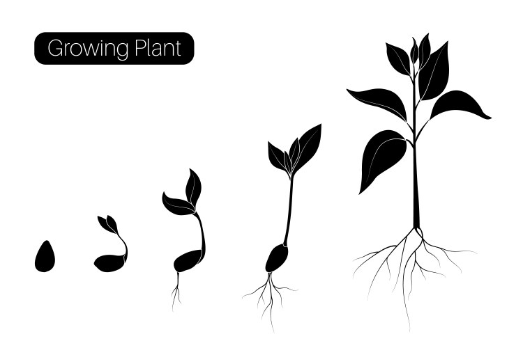 Plant evolution life cycle growth phases Vector Image