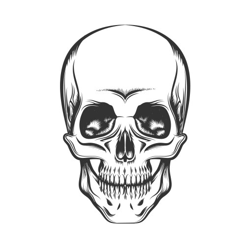 Detailed Skull Artwork Royalty Free Vector Image