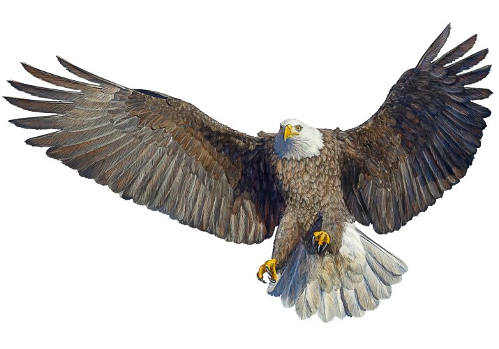 Powerful Bald Eagle in Flight Royalty Free Vector Image